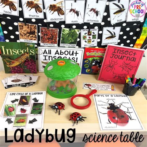 Bug Centers And Activities Pocket Of Preschool Bugs Preschool