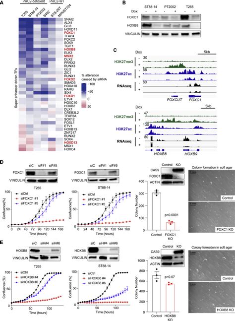 Single Cell Sequencing Reveals Activation Of Core Transcription Factors