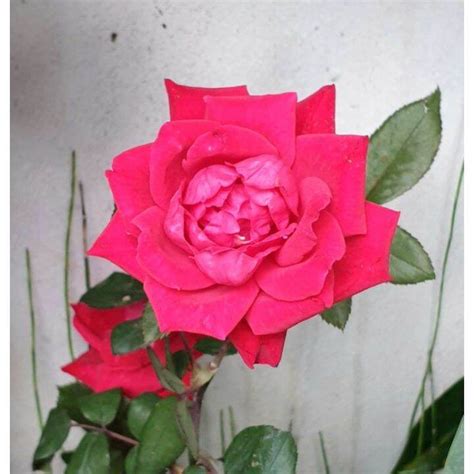 Pitimini Climbing Rose Plant Lazada Ph
