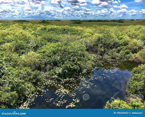 Pantano En El Parque Nacional De Everglades En Florida Foto De Archivo