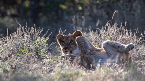 Curious Cub Bushpics
