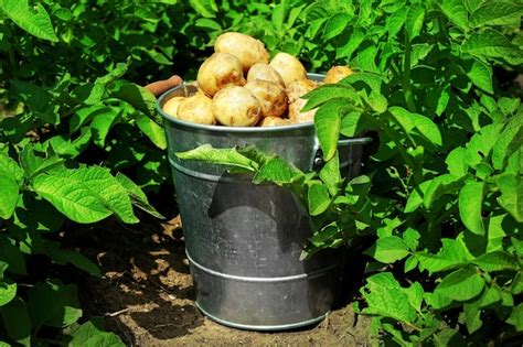 Potatoes Tree Images Free Download On Freepik