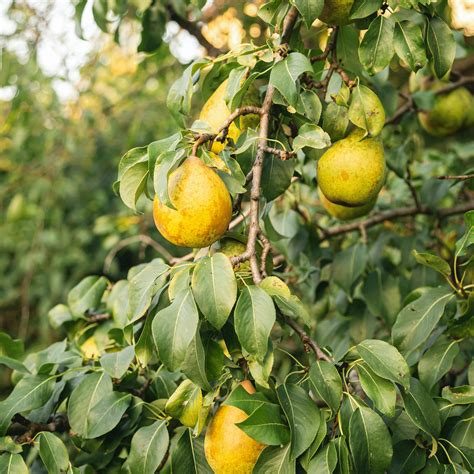 When To Prune Pear Trees To Ensure A Fruitful Harvest Ideal Home