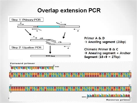 Sitespecific Mutagenesis Dna Pcr Sitespecific Mutagenesis Horton 1997