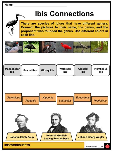Ibis Worksheets And Facts Scientific Classification Anatomy Diet