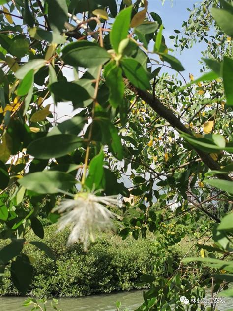 林草碳汇与应对气候变化 海洋财富网