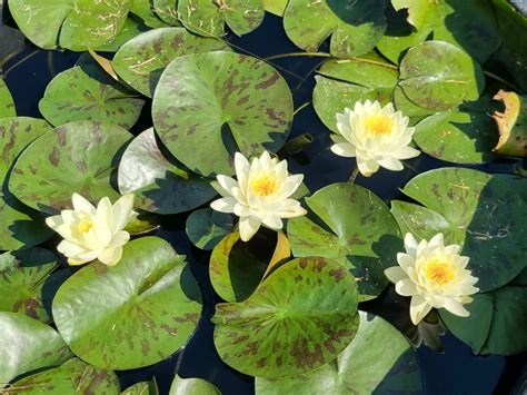 Nymphaea Yolta Water Lily Aquatic Plants Nursery