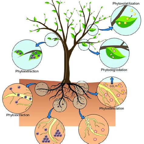 Schematic Representation Of Phytoremediation Strategies Favas Et Al