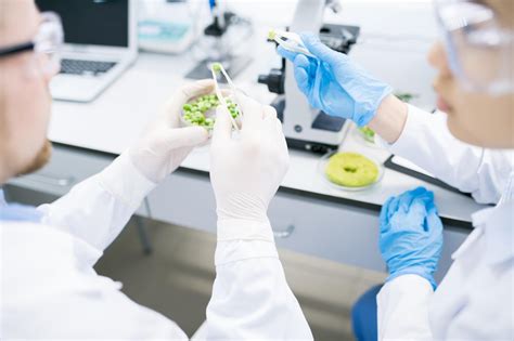Usda Aphis Approves Experimental Gmo Peas Spliced With Beef Proteins