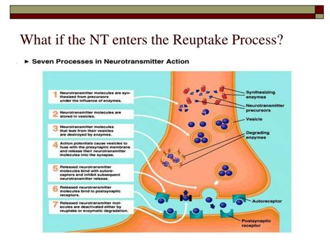 Ppt The Axon And The Neurotransmitter Powerpoint Presentation Free Download Id 6179158