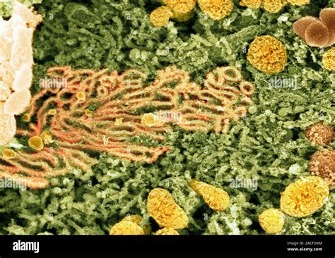 Endoplasmic Reticulum Coloured Scanning Electron Micrograph Sem Of