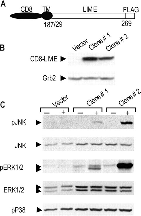 Lime Mediates Activation Of Erk And Jnk A Structure Of Cd8lime