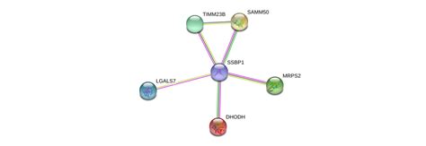 Ssbp1 Gene Genecards Ssbp Protein Ssbp Antibody