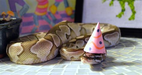 Enkonix On Linkedin Happy 27th Birthday Python Python Happybirthday Enkonix