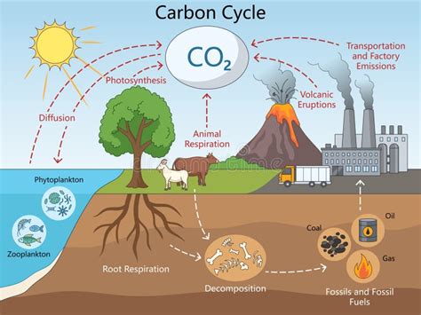 Carbon Cycle For Middle School