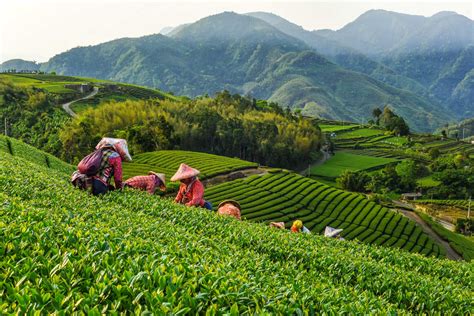 Tea Island Around Taiwan In Five Teas Wildchina