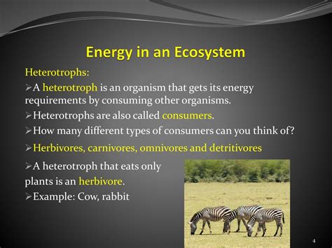 Lecture 10 Flow of Energy in an Ecosystem Ozgur Unal - ppt download