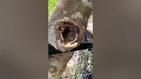 Kynam Tree Yields Rare Large Resin Formations Grafted From Native