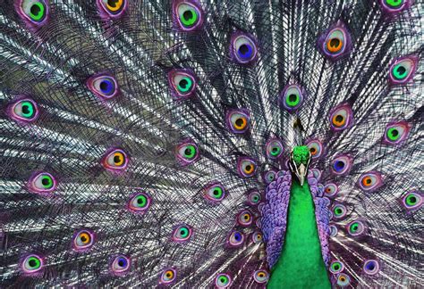 Psychedelic Peacock 1 By Creatista Vectors And Illustrations With Unlimited Downloads Yayimages