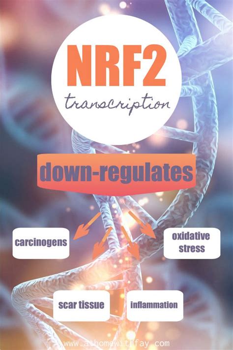 Nrf2 The Anti Ageing Secret Anti Aging Diet Protandim Lifevantage