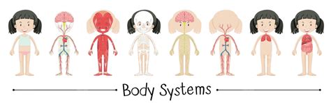 Body Systems Of Human Girl X Ray Drawing Object Vector X Ray Drawing Object Png And Vector