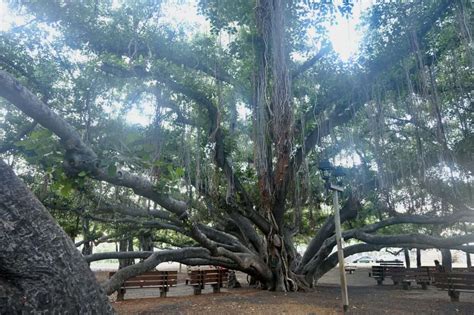 Grieving For Lahaina Along With The World 2026