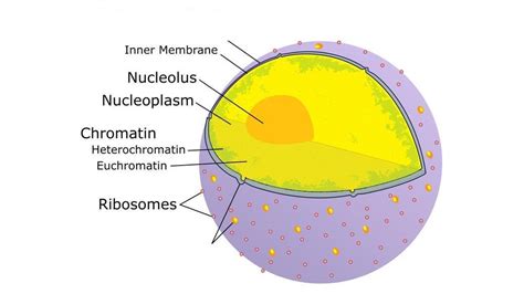 Nuclear Membrane Function In Eukaryotic Cells