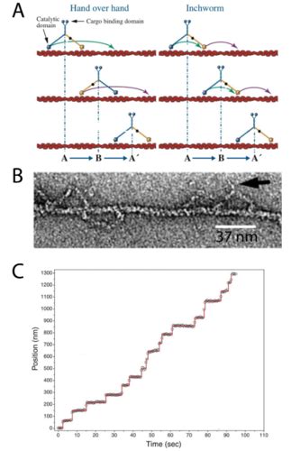 Quiz Myosin V Flashcards Quizlet