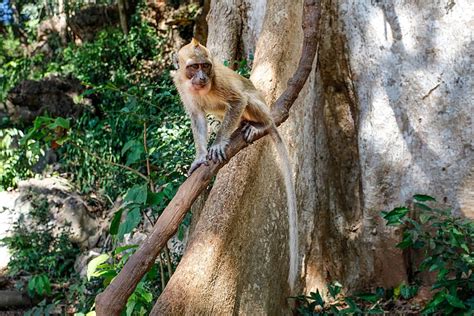 Monkey Of The Macaca Fascicularis Species Enjoying A Meal Of Crab On A Tree Branch Photo