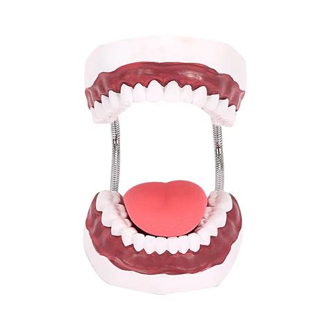 Clear Mixed Dentition Dental Model Plastic Dental Model Standard