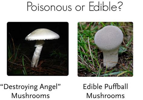 816 Fungi And Human Disease Biology Libretexts