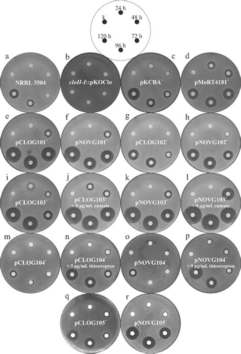 Results Of Disk Diffusion Assays Showing Antimicrobial Activity Of Download Scientific Diagram