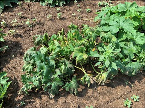 Managing Common Pumpkin Insect Pests