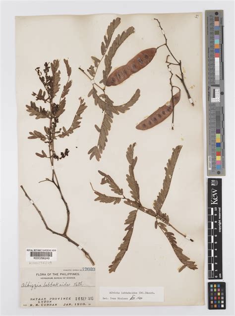 Albizia Lebbekoides Dc Benth Plants Of The World Online Kew Science