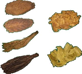 Frequently Asked Questions About Whole Leaf Tobacco