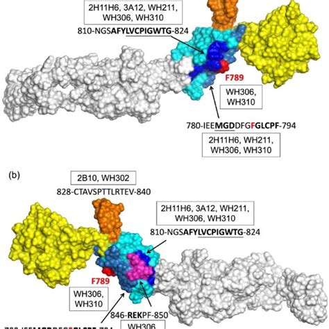 Location Of The Identified Epitopes And Critical Residue On Da Domain