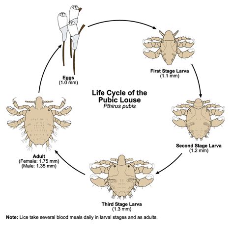 Crabs Female Symptoms