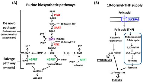 What Is Purine Synthesis