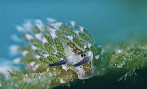 Meet The Adorable Photosynthesizing Leaf Sheep Animals Around The Globe