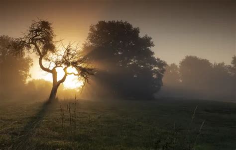 Wallpaper light trees fog for mobile and desktop section природа resolution x download