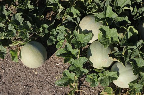 Ripeness Of Rockmelon And Honeydew Fieldco Ltd