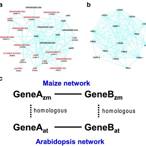 Pdf Maize Network Analysis Revealed Gene Modules Involved In Development Nutrients