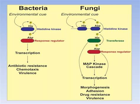 Two Component Signal Transduction Pptx