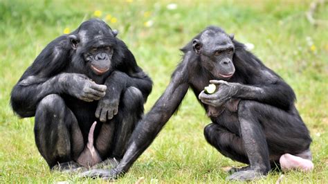 Bonobos Facts Diet Behavior And Conservation Ifaw