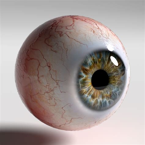 Human Eye Photorealistic On Eyeball Art Eye Art Human Eye