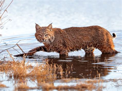 ¿qué Es Un Bobcat Rental Cat