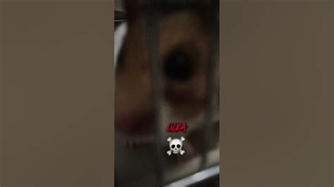 Lilka Youtube