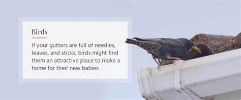 6 Pests That May Be In Your Gutters All Season Gutters