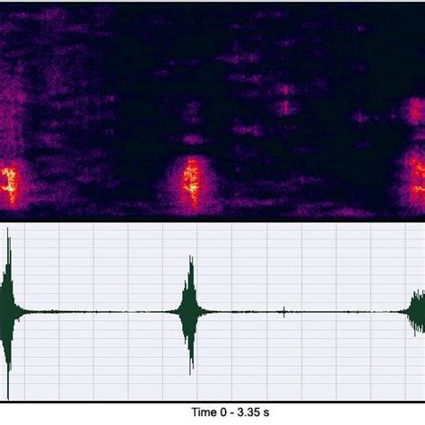 detailed spectrogram and time display of three calls type 1 time scale
