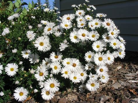 Snow Sprite Aster Jeffries Nurseries